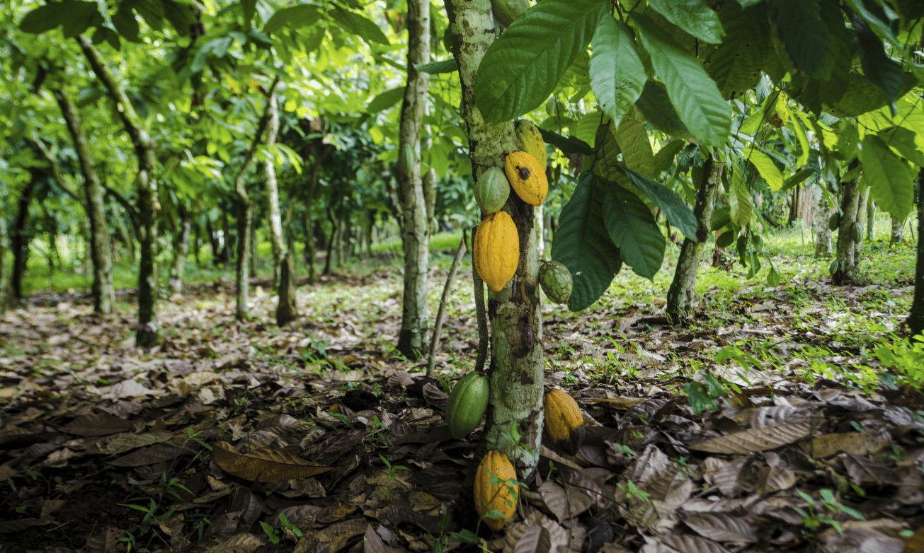 Cocoa Accountability - Mighty Earth